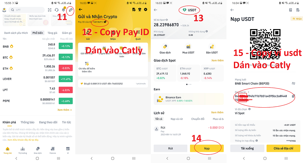 Catly.io aidrop miễn phí 500 CATLY coin khai thác đào coin hàng ngày ...
